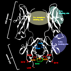 Structure of the Fc region of human IgG4.
