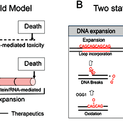 Model for somatic expansion and the age of disease onset.
