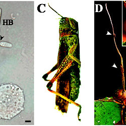 Micro- and macrophenotypes related to fungal infection and colonization ...