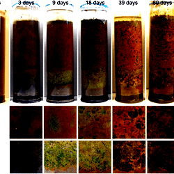 Development of Winogradsky columns over time.