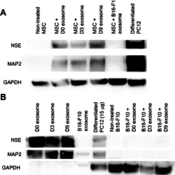 Western blot of neuronal marker proteins (NSE, MAP2, and GAPDH).