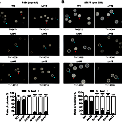 The colony characteristics of the rr06, rr08, rr09 and rr11 mutants in ...