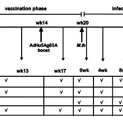 Experimental schema and plan.