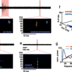 Properties of echolocation pulses and communication calls produced by bats.