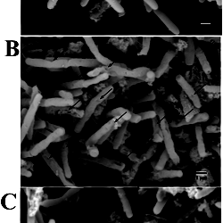 Visualization of the P. polymyxa surface morphology using SEM.