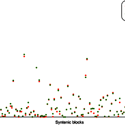 Genome rearrangements of syntenic blocks.