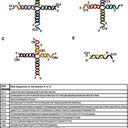 Conceptual illustrations of the DNA sequence in forming a) L-shape, b ...