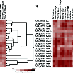 In silico expression patterns of the SAGA complex genes in ...