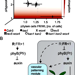 Differential growth analysis and model.