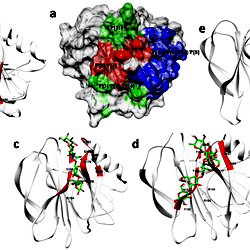 The binding interface of different genotypes of VP8* in recognizing ...
