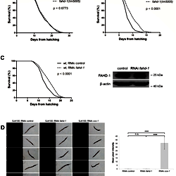 Lifespan of fahd-1(tm5005) animals is increased at elevated temperature.