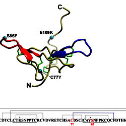Impact of mutations on TI1 structure.