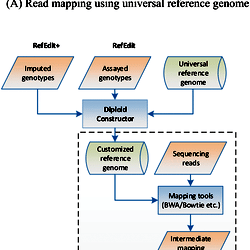 The pipeline for imputation, diploid reference genome construction and read mapping.