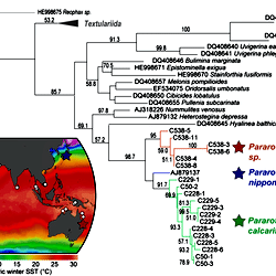 Phylogenetic tree (Maximum Likelihood, GTR+I+G) showing the ...