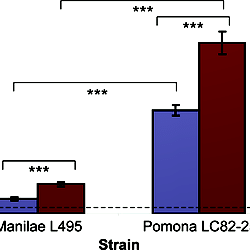Sphingomyelinase activity in spent growth medium of L. interrogans.