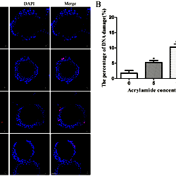 Representative TUNEL assay images of COCs after exposure to ACR.