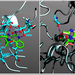 Crystal structure of Hybrid-2 and R848 with human TLR8.