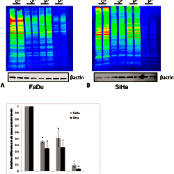 Pulse-labelling assay.