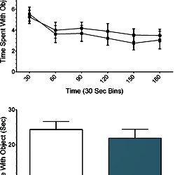 Time spent with two similar objects during familiarization phase.