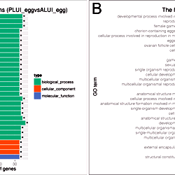 GO bar chart of DEGs between PL and AL.