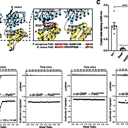 Binding of c-di-GMP to PelD is required for B. cereus ATCC 10987 ...