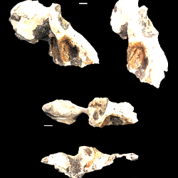 Photographs of UW 88–886, male P. angusticeps in lateral (top left ...