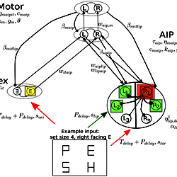 The network model for the covert search task.