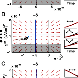 Plasticity of recurrent loops and open chains with balanced STDP.