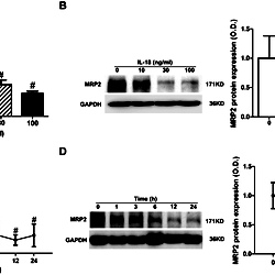 IL-18 repressed MRP2 expression in HepG2 Cells.