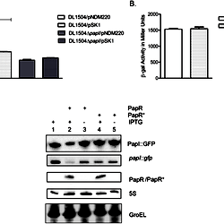 PapR mediated papI repression.