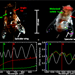 Selected hyper- spectral insect features in the visible and SWIR.