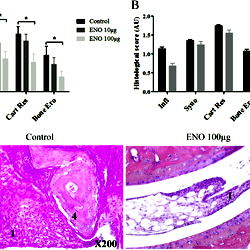 Prophylactic injection of ENO1 but not pEP1 reduces arthritis and joint ...