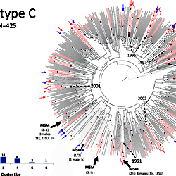 Bayesian evolutionary analysis sampling trees (BEAST) of subtype C.