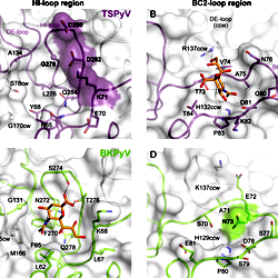 Comparison of the Neu5Ac binding sites of HI- loop and BC2- loop regions.