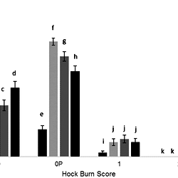 Mean proportions (± SEM) of the different hock burn scores for the four ...