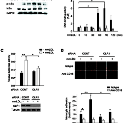 OLR1 is the oxidized LDL receptor in VSMCs.