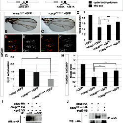 Structure-function analysis of Caup.