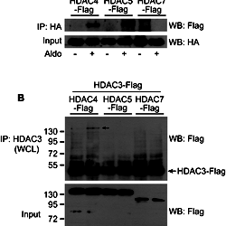 HDAC4 interacts with both the MR and HDAC3.