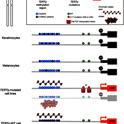 Proposed model of TERT transcriptional regulation.