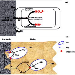 (A) Mechanism for MIC by SRB due to utilization of extracellular ...