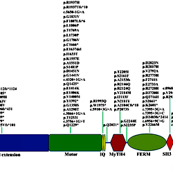The schematic structure and the mutations of the human myosin XVa.