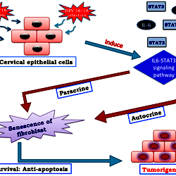 IL-6 regulation.