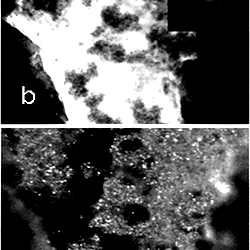 Representative SEM and TEM images of the Pd/Ni catalyst (a-c: t-Ni; d ...