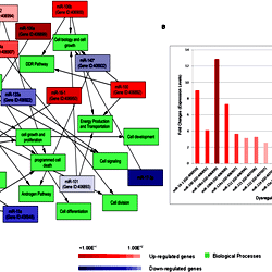Pathways enrichment analysis.