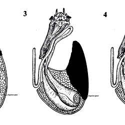 Schematic representation of the different gonadal development stages in ...