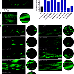 Visual scoring of body wall muscle defects.