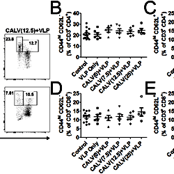 Effector (CD44hi, CD62L-) and central (CD44hi, CD62L+) memory T cell ...