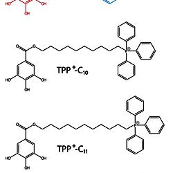 Chemical structure of the TPP+ derivatives.