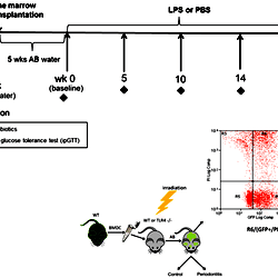 Schematic illustration of the experimental timeline and generation of ...