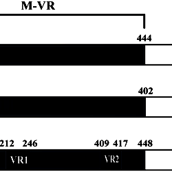 Schematic comparison of BabA, BabB, and BabC.